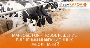 Марбобел OR – новое решение в лечении инфекционных заболеваний - ООО ...